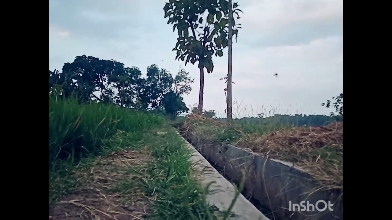 Indahnya persawahan di dusun jambean - YouTube