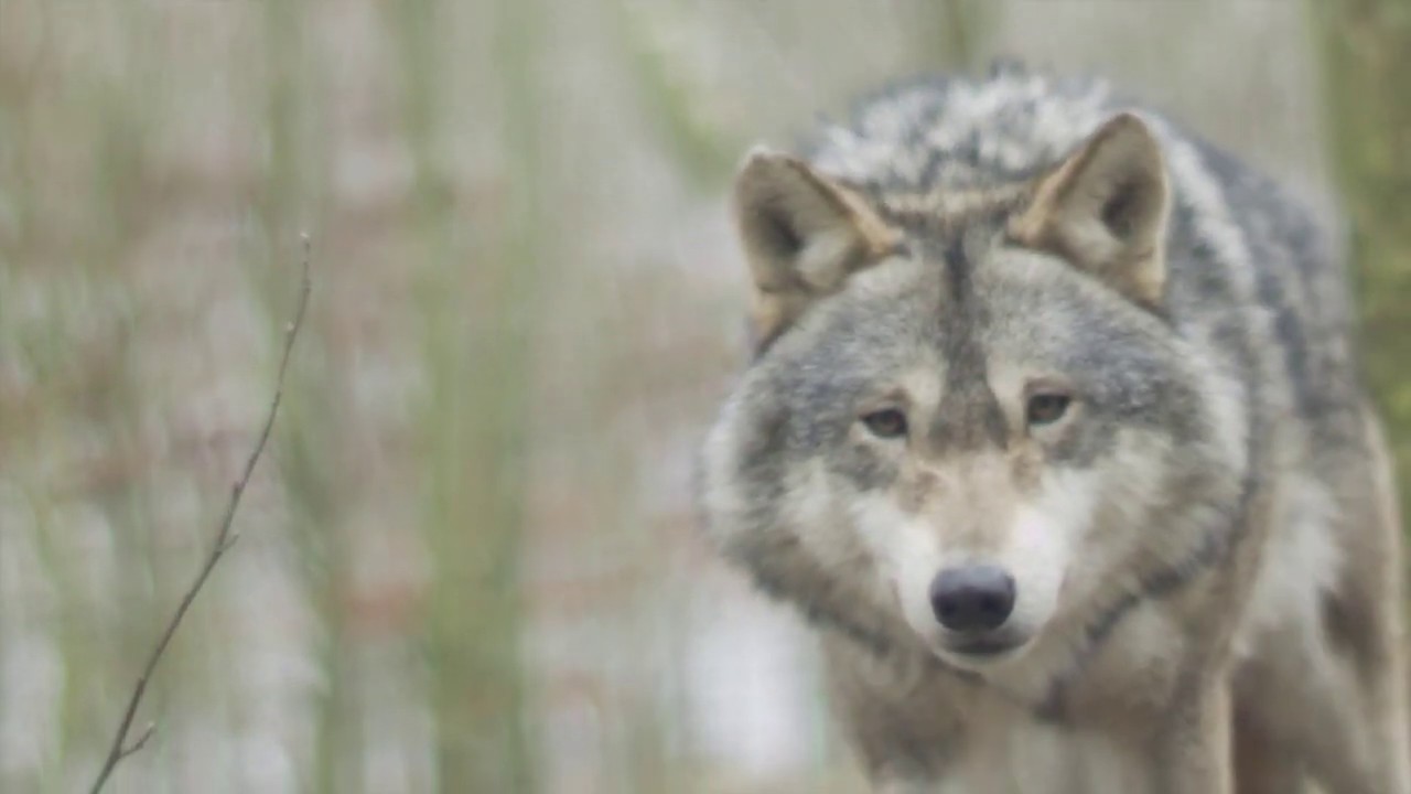 Nature || Alone wolf in wild in the world || Beautiful nature scene ...