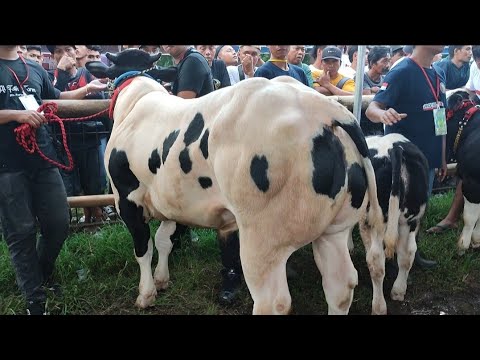 Juara Baru Kelas Belgian Blue Kontes Sapi APPSI Jember