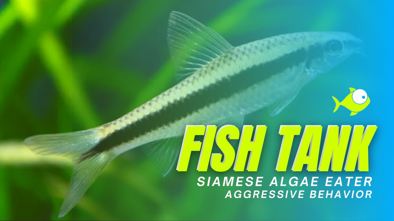 Fish Tank Aquarium 100L - Siamese Algae Eater Aggressive Behavior - YouTube