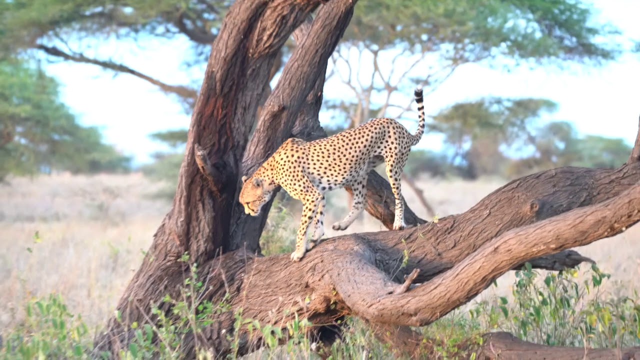 Cheetahs in trees - YouTube