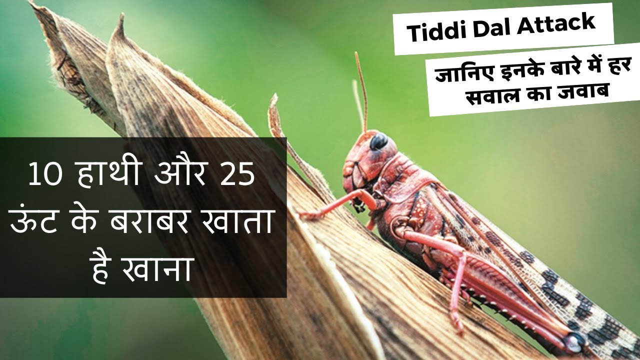 Tiddi Dal Attack | क्या है टिड्डी दल, कहां से आई हैं ये, जानिए इनके ...