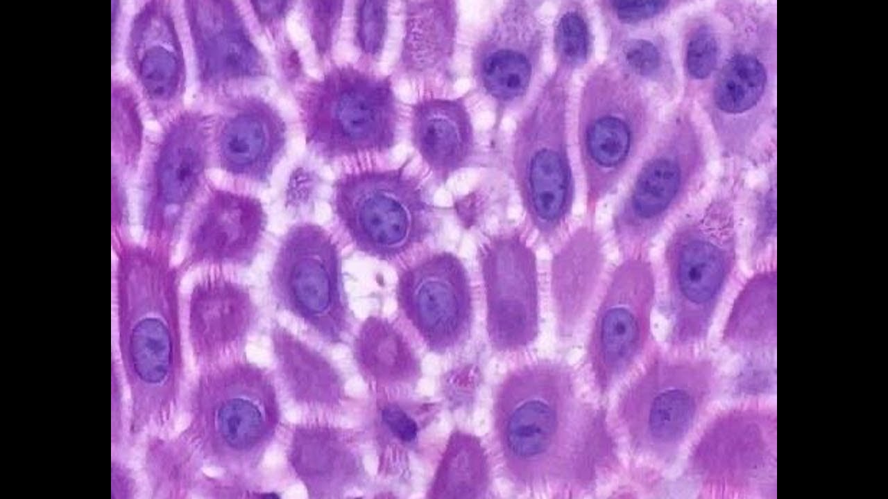 Conoce tu boca a través del microscopio. Parte 1: Histología del ...