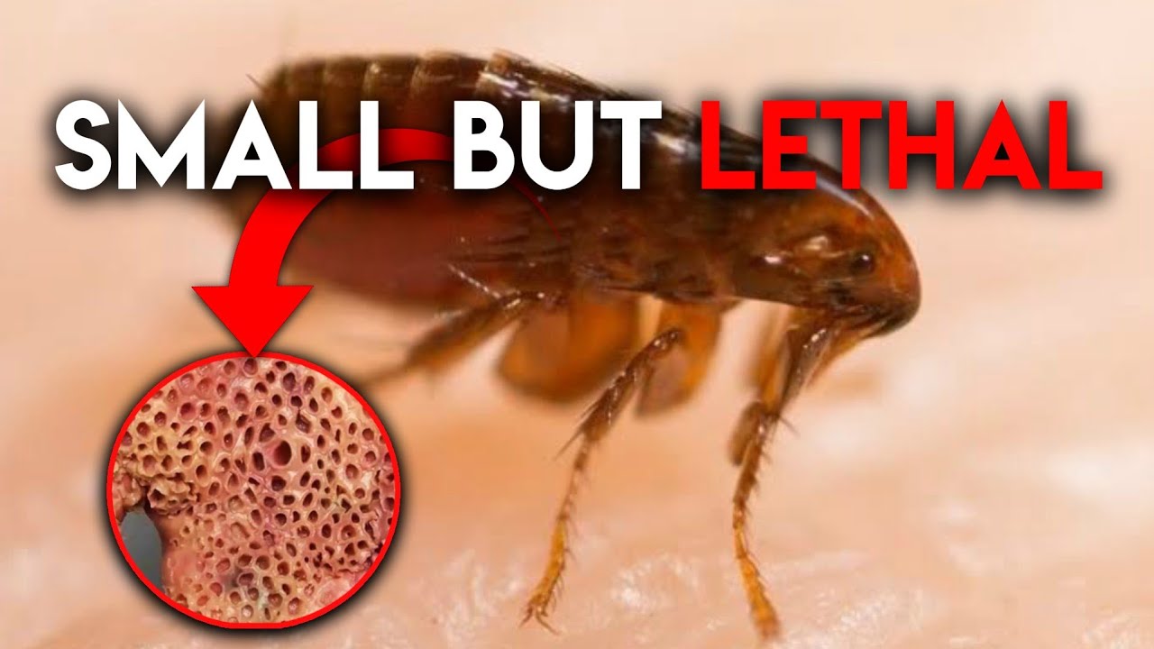 TOP 5 MOST DANGEROUS INSECTS YOU NEED TO AVOID - YouTube