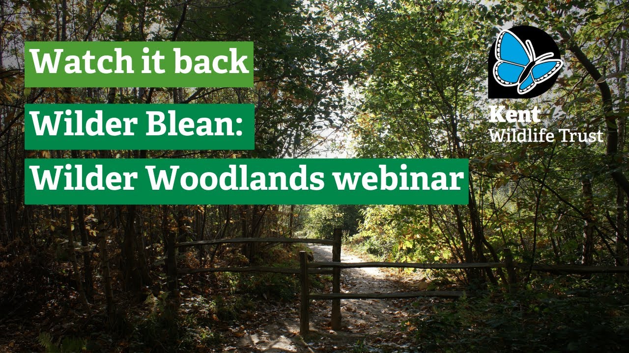 Watch it back: Wilder Blean, Wilder Woodlands Webinar - YouTube