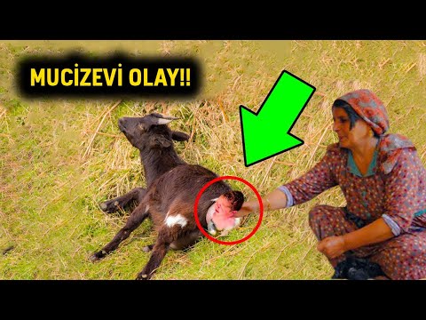 Cezayirde Dünyaya Gelen Yavru Keçi, Kur’an’ın Hak Olduğunu İspat Etti!