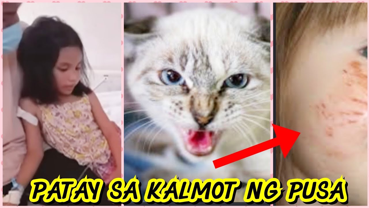 Bata PUMANAW sa KALMOT ng PUSA‼️CAT RABIES - YouTube