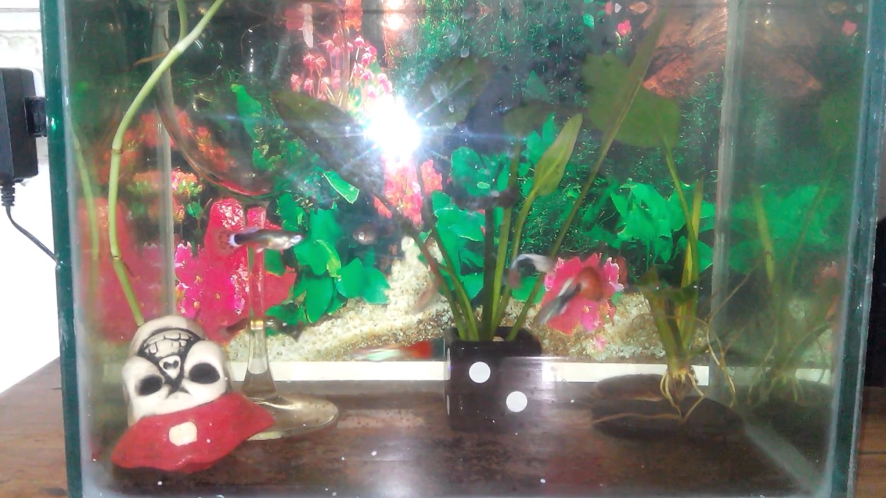 Female guppy is pregnant or just fat - YouTube