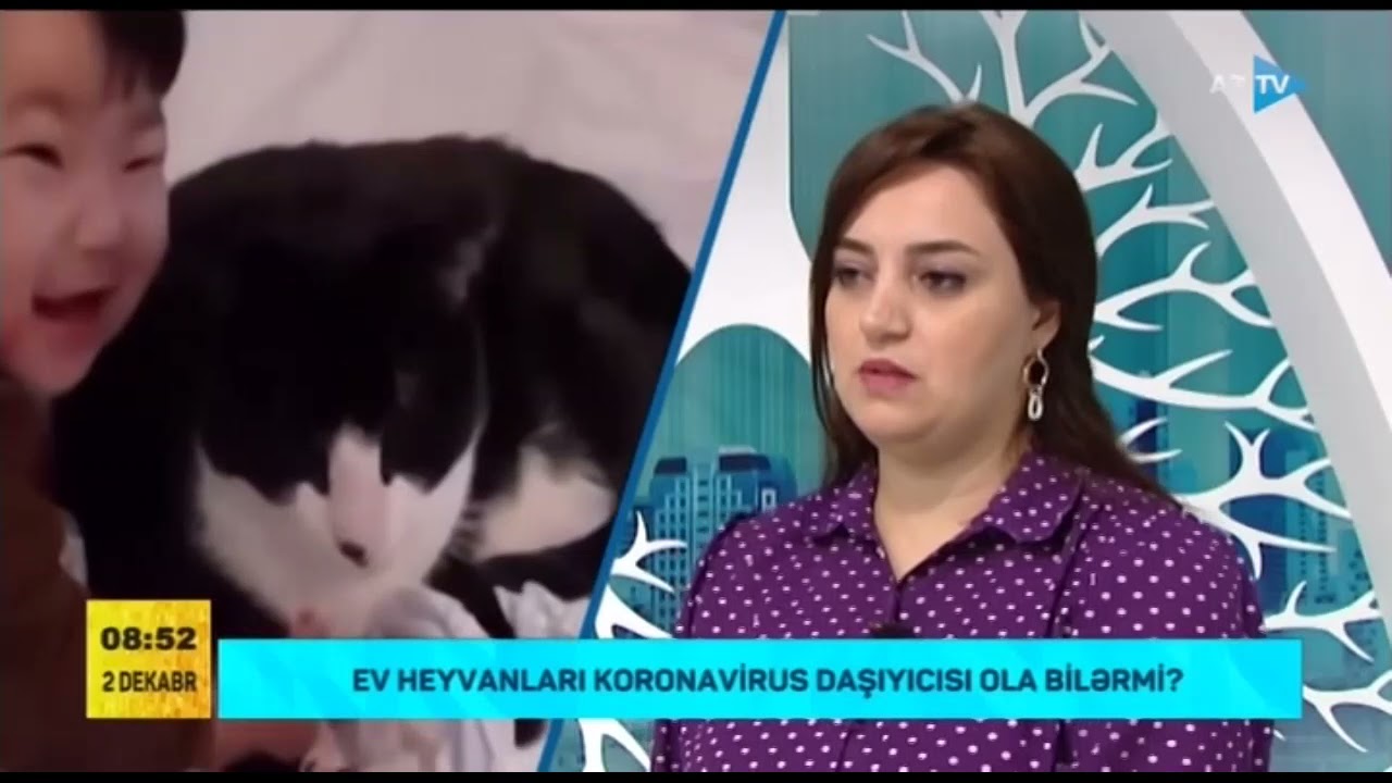 Ev heyvanları koronavirus daşıyıcısı ola bilərmi? - YouTube