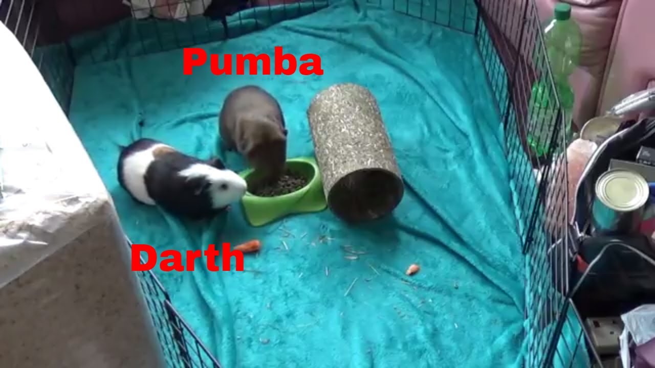 Two boys playing with each other : Darth and Pumba Cute Guinea Pigs ...