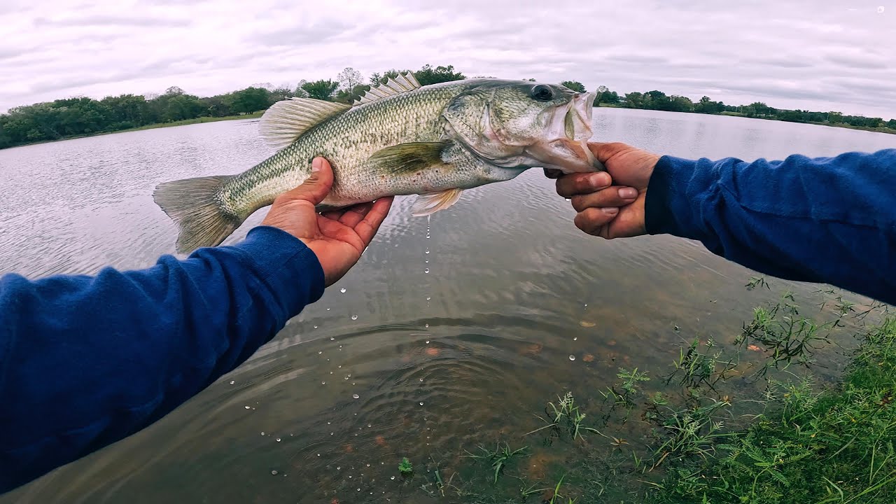 Captura y Libera de Black Bass(Lubina) Trap Lake.. - YouTube