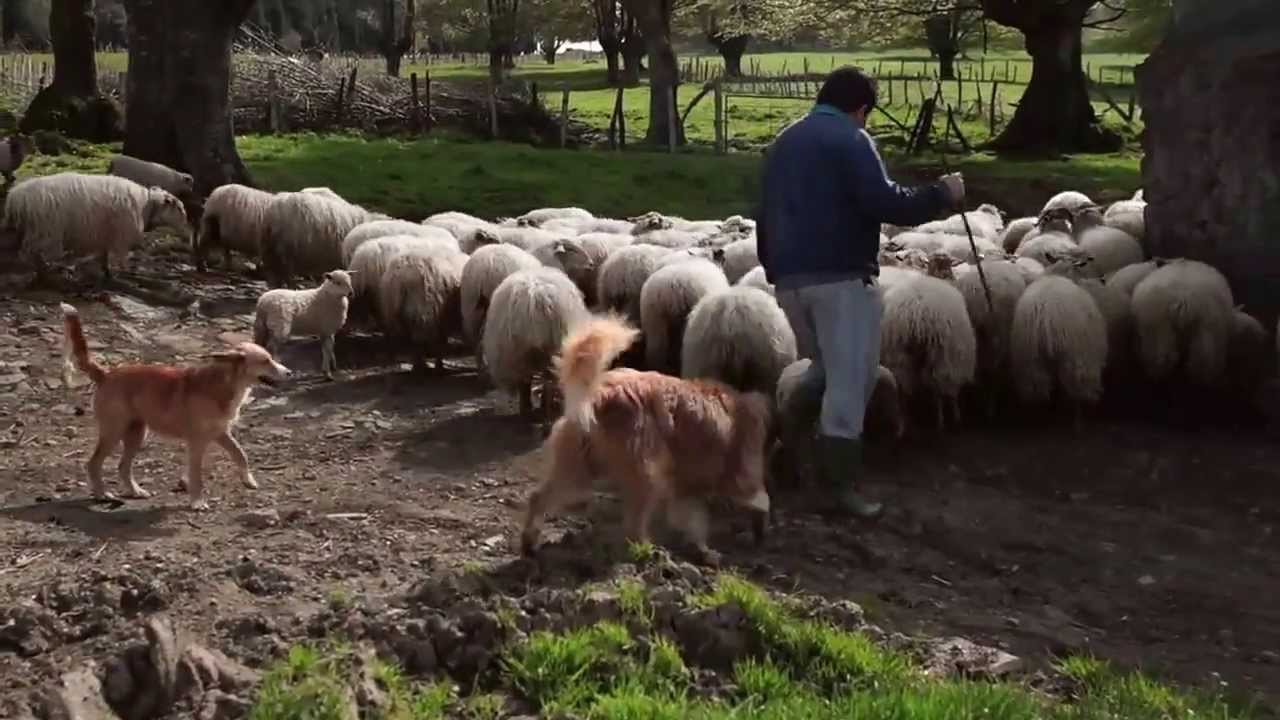 Spain: Basque Herding Dogs & Sheep - YouTube