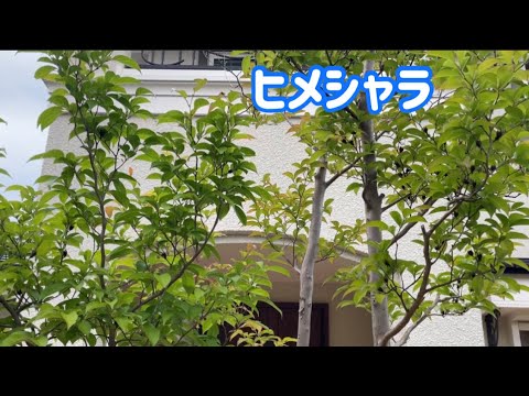 5月 ⛅️ヒメシャラ Himeshara #464 庭の花木と家庭菜園 🇯🇵 2023/5/3 - YouTube