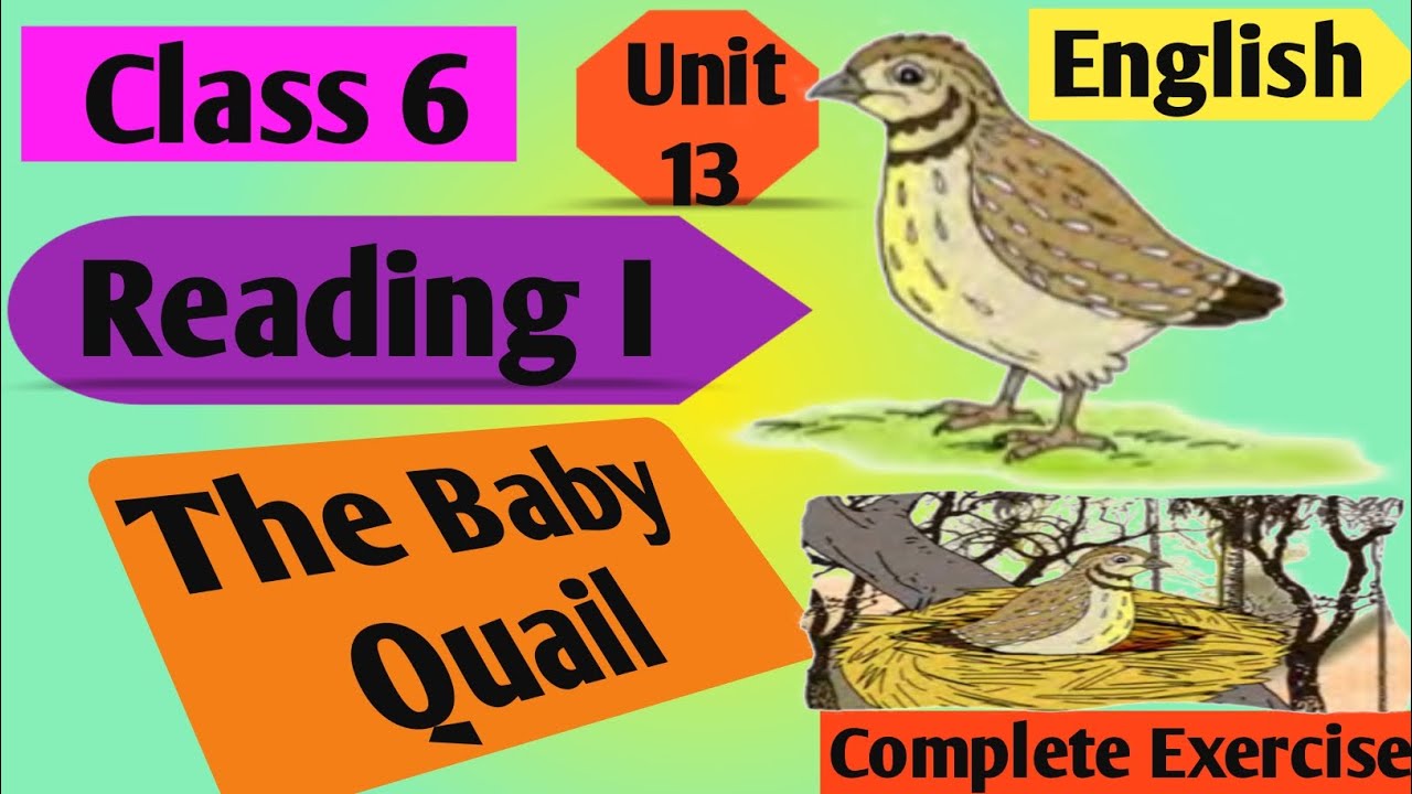 Class 6 English | Unit 13 Reading I The Baby Quail | Class 6 English Unit 13 Reading I All ...