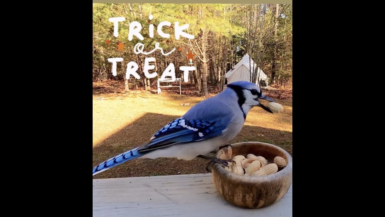 Blue Jays eat Peanuts from a bowl - YouTube