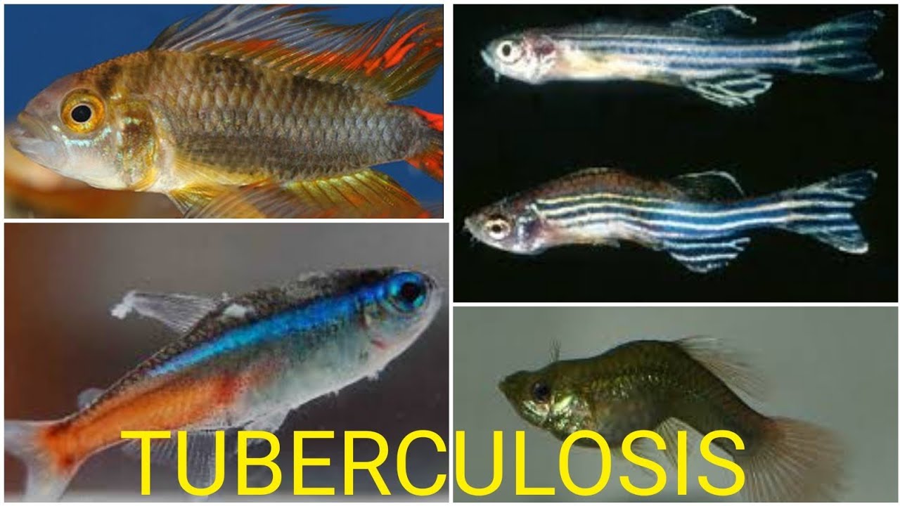 COMO PREVENIR Y CURAR LA TUBERCULOSIS EN PECES - YouTube