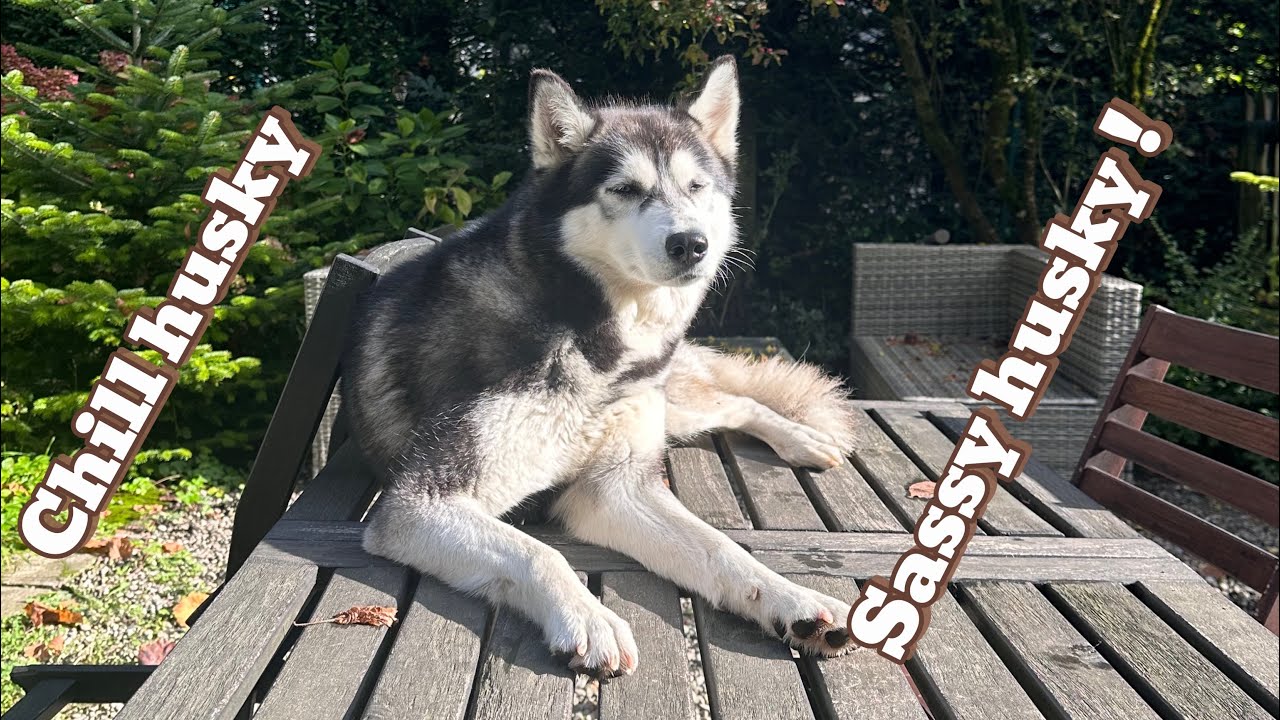 Husky being husky for 2 min straight. The end is too cute - YouTube