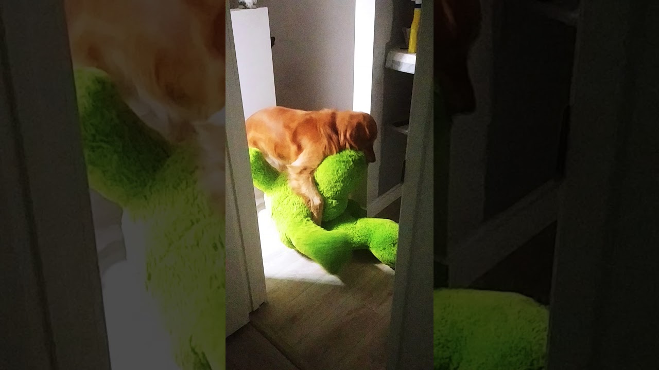 Humping teddy bear . - YouTube