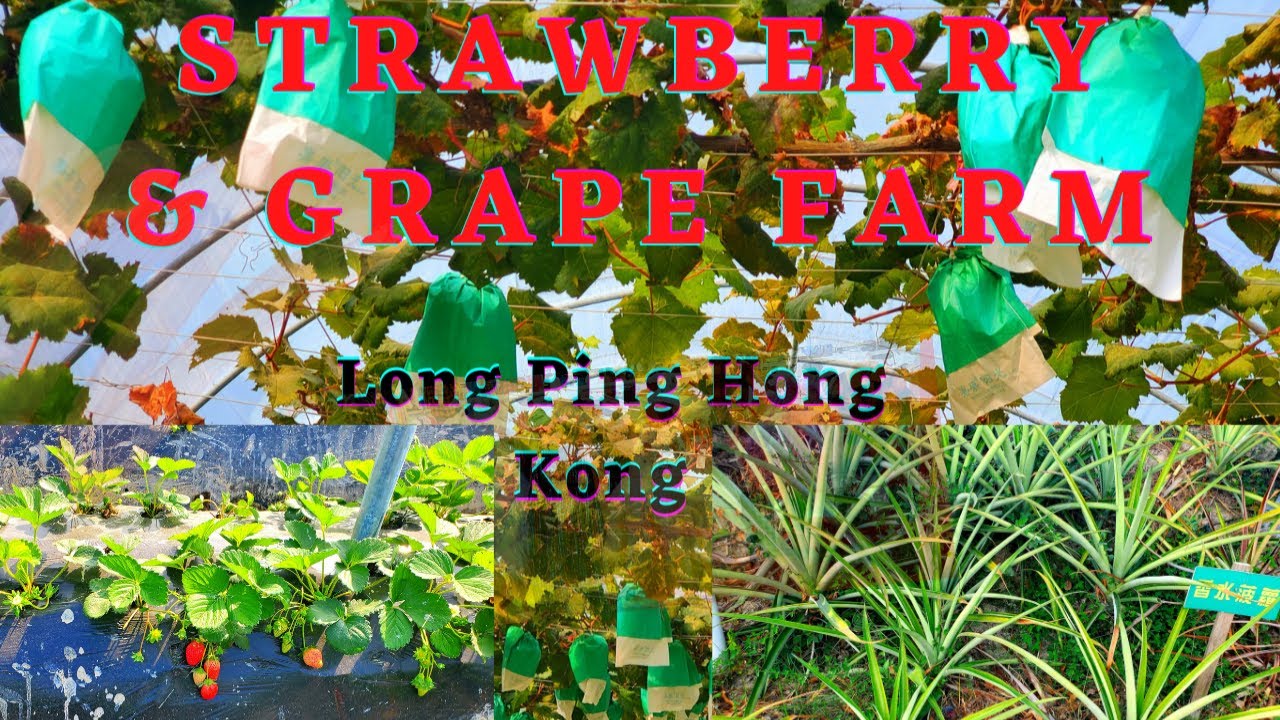 STRAWBERRY AND GRAPE FARM 朗屏士多啤梨園 | YUEN LONG HONG KONG| things to do ...