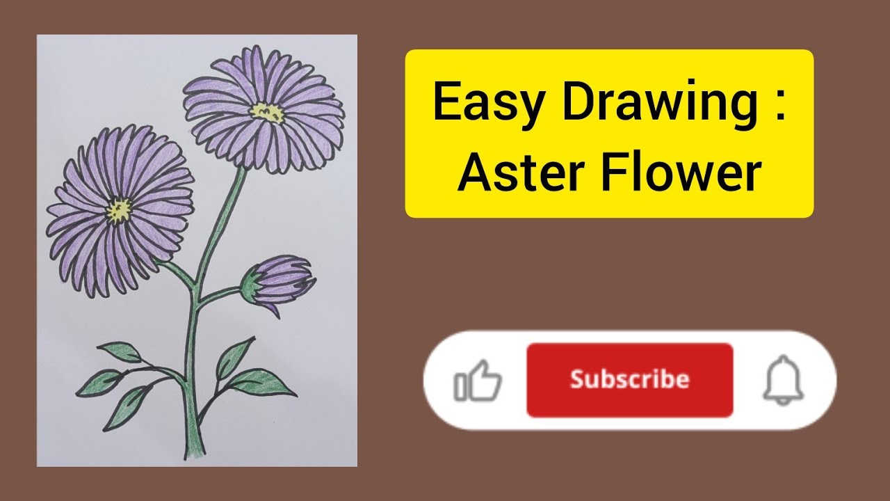 Easy Drawing : Aster Flower | How to Draw A Aster Flower ...