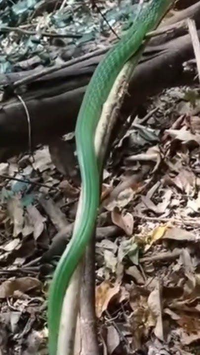 IMPOSSIBLE! SNAKE GreenVersion #3 - YouTube