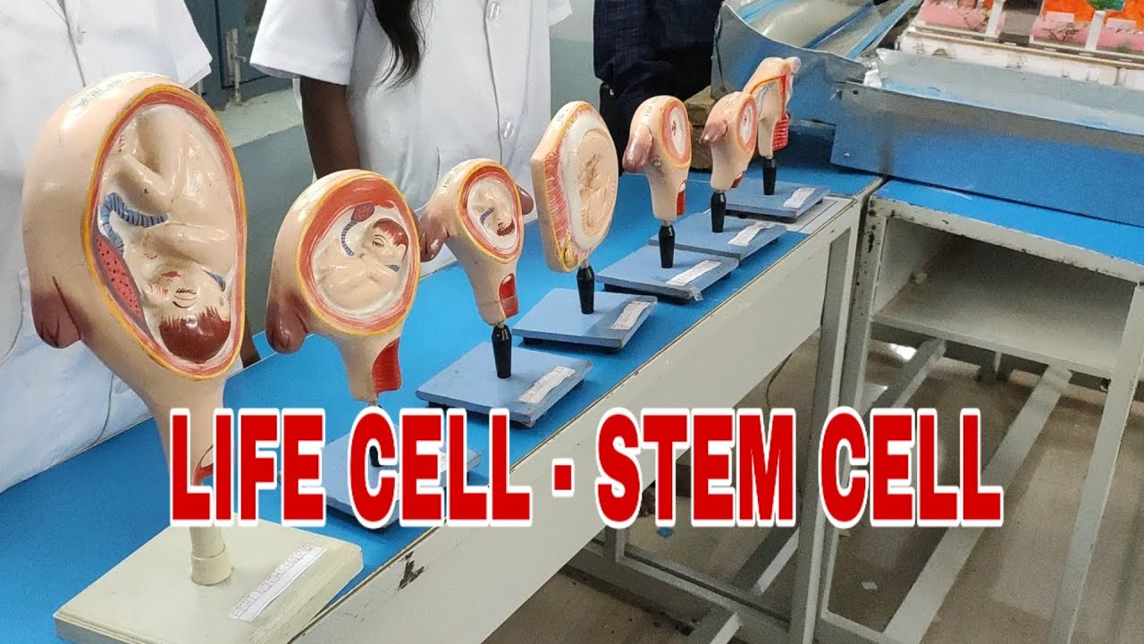 Life cell - Stem cell I Sceince working model I Easy science tlm I ...