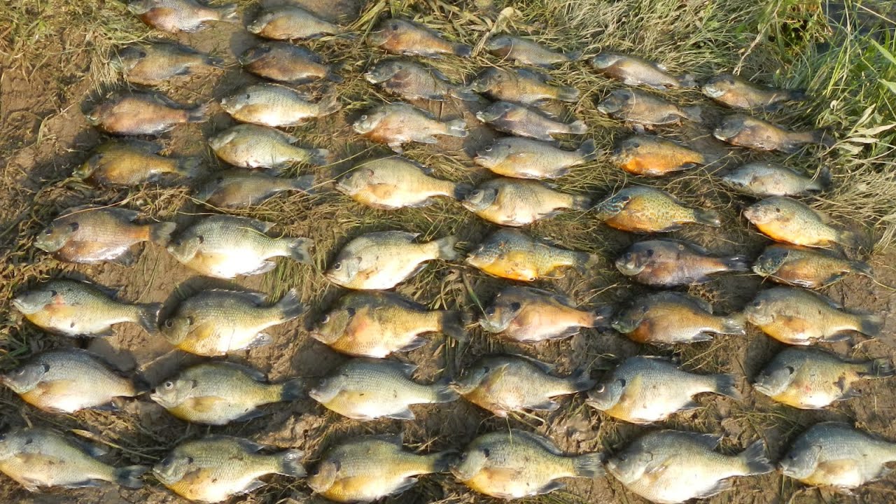 Bait Fishing #96 - Worm Fishing for 105 Bluegill, Pumpkinseed Sunfish ...