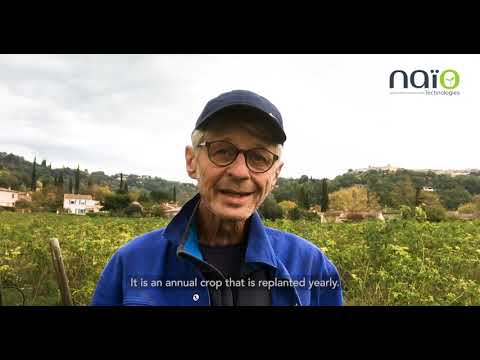 Témoignage de Rémy Foltête -  Clos de Callian