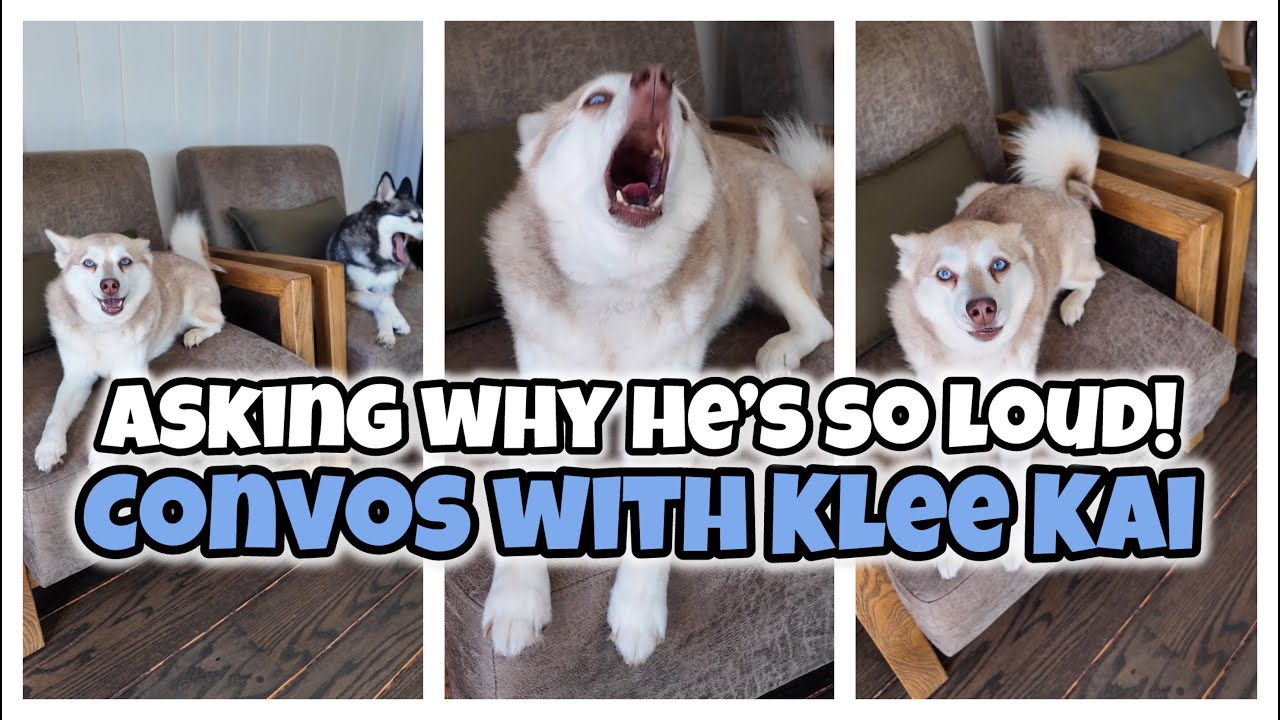 Asking Dramatic Mini Husky Why He's So Loud! - YouTube