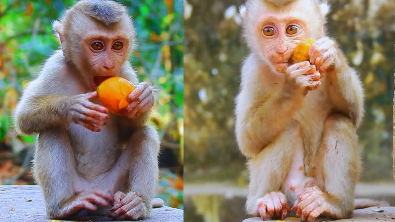 A little baby monkey Leo named Leo needs to eat a lot to grow fast ...