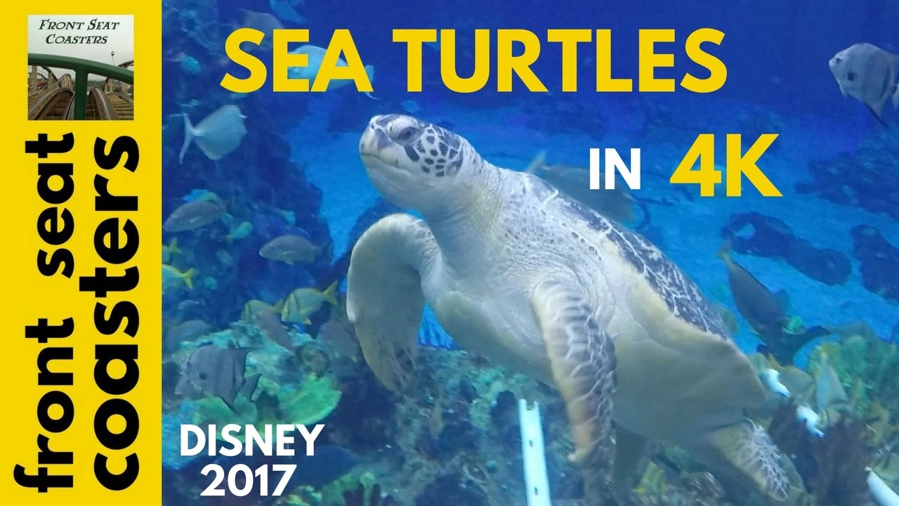 Epcot Aquarium Sea Turtles POV 4K Disney World - The Seas with Nemo ...