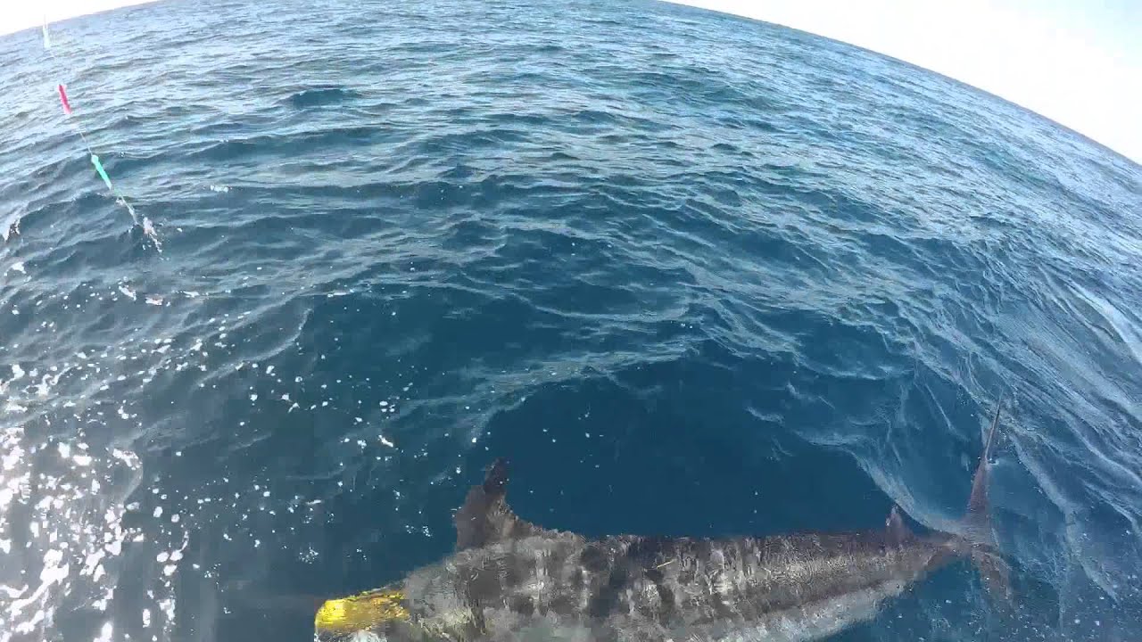 Blue marlin off the Sunshine Coast - YouTube