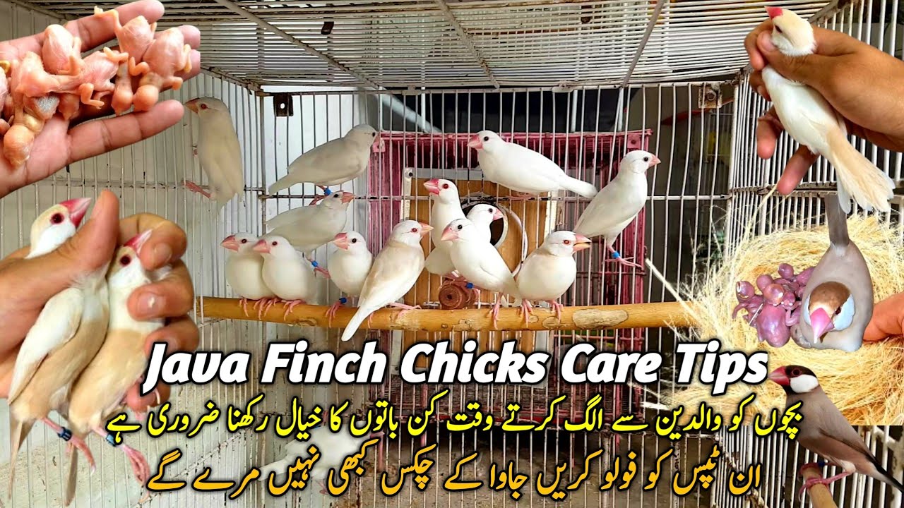 Albino Java Chicks Ko Colony Mein Shift Kar Dia || Java Sparrow Chicks Care Tips - YouTube