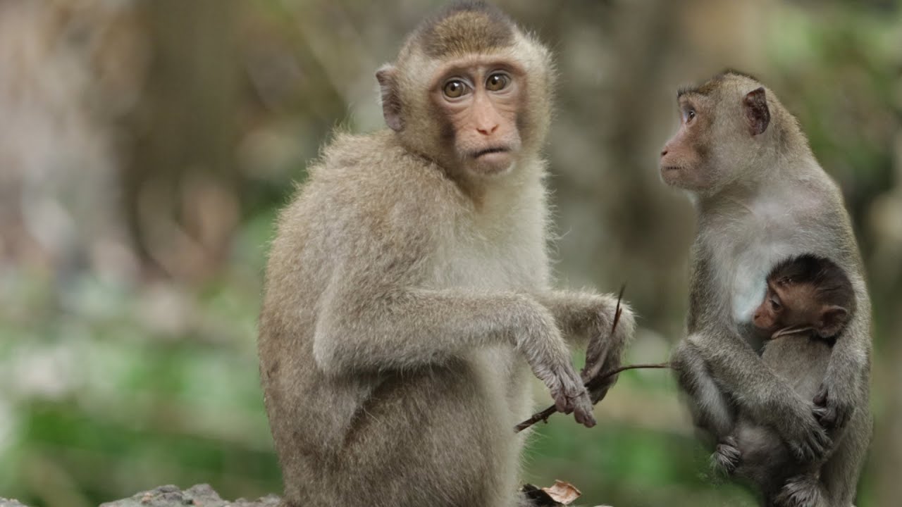 Monkeys Playing with friend will make you happy. If you watch this ...