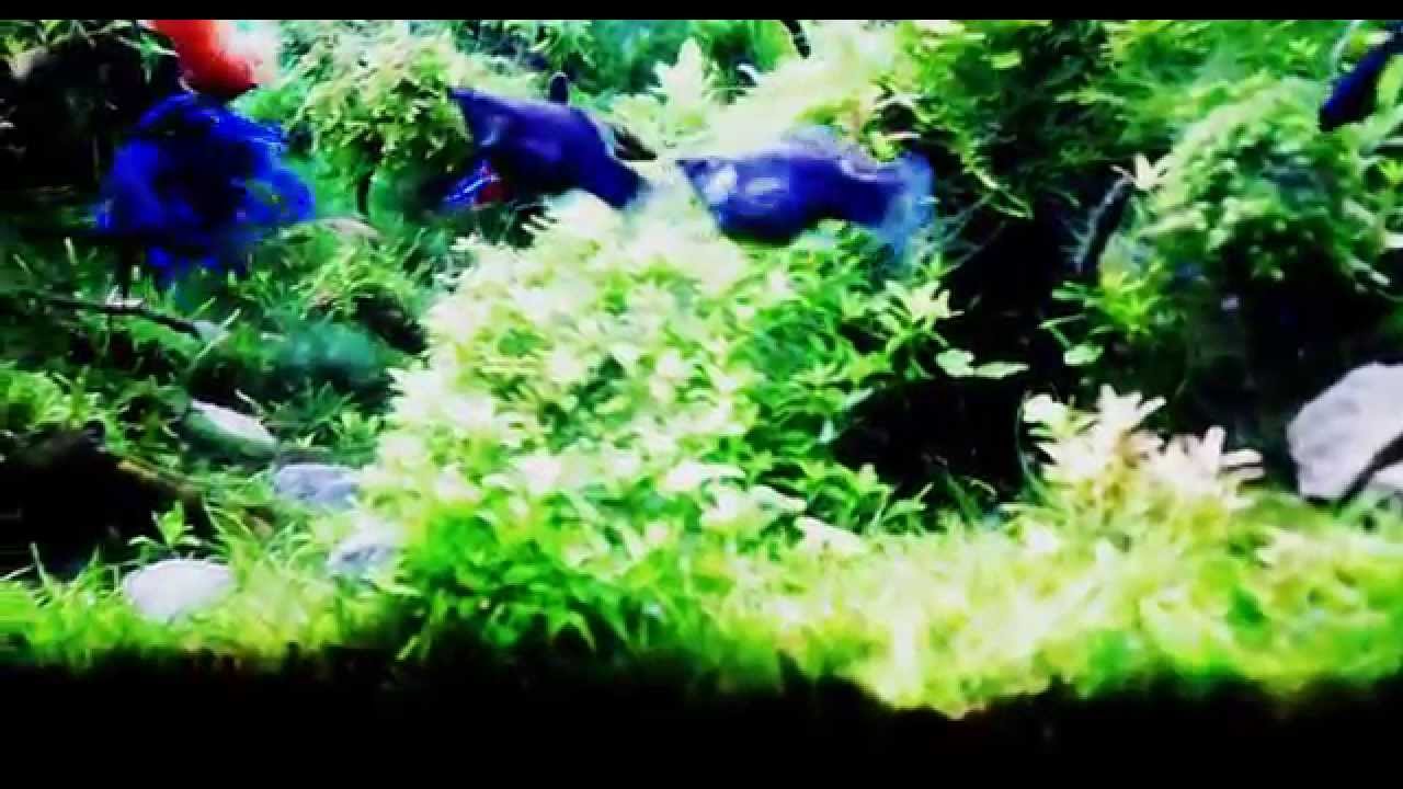 Tropical rainforest style aquarium tank VIII - YouTube