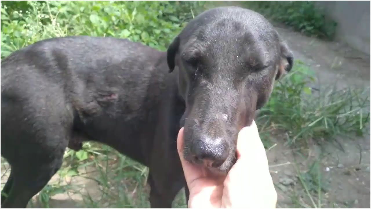 The Poor Stray Dog Asks for Help After Being Injured in a Car Accident ...