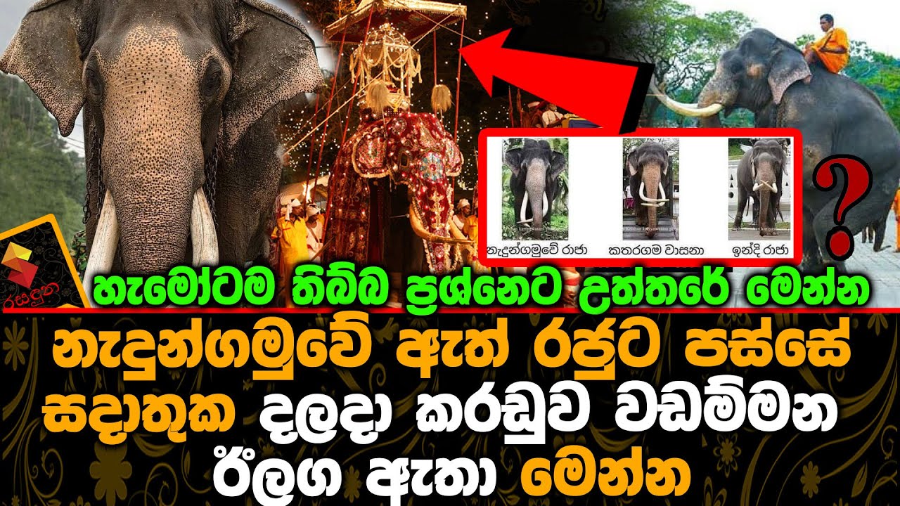 නැදුන්ගමුවට පස්සේ කරඬුව වඩම්මන ඊලග ඇතා | The next tusker to carry the ...