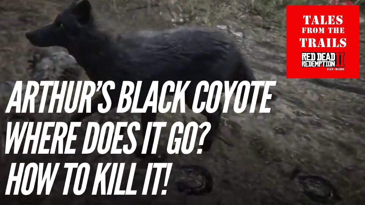 *STORY SPOILER* RDR2: Arthur's Black Coyote - Where does the black ...