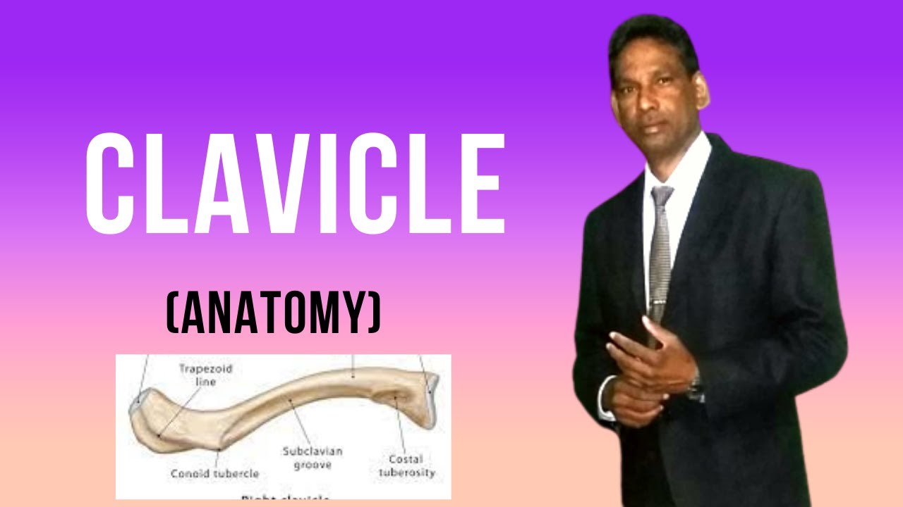 Clavicle|understanding of clavicle|anatomical position|Anatomy ...