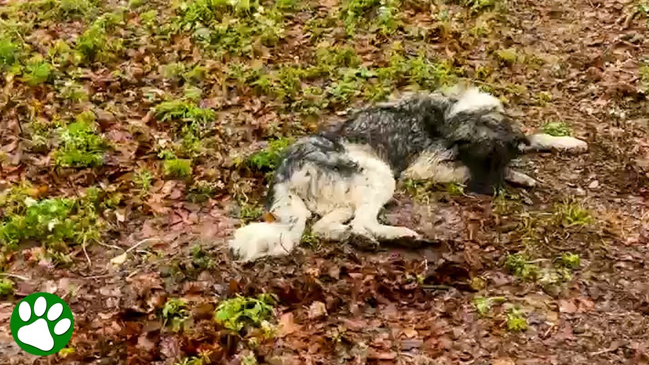 Heartbroken dog found abandoned in the woods - YouTube