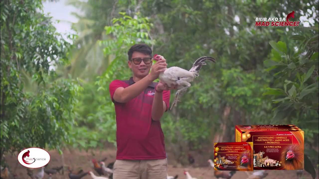 HEALTHY KANAWAYON NG IRONCOCK GAMEFARM - YouTube