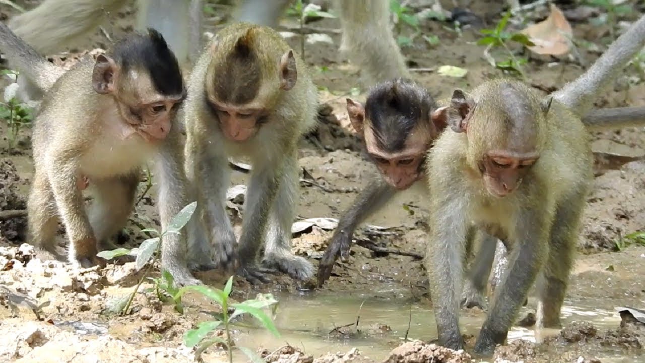 Babies Monkeys In Muddy For Frog ST1086 Mono Monkey - YouTube
