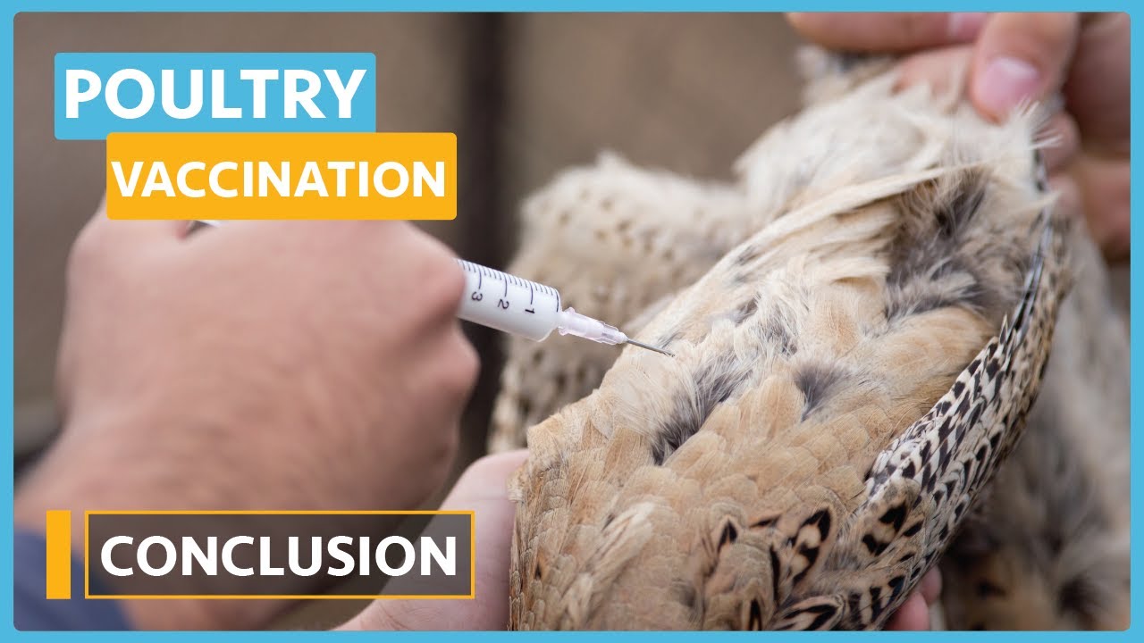 Poultry Vaccination and Common Diseases (Lesson 5) - Advise - YouTube