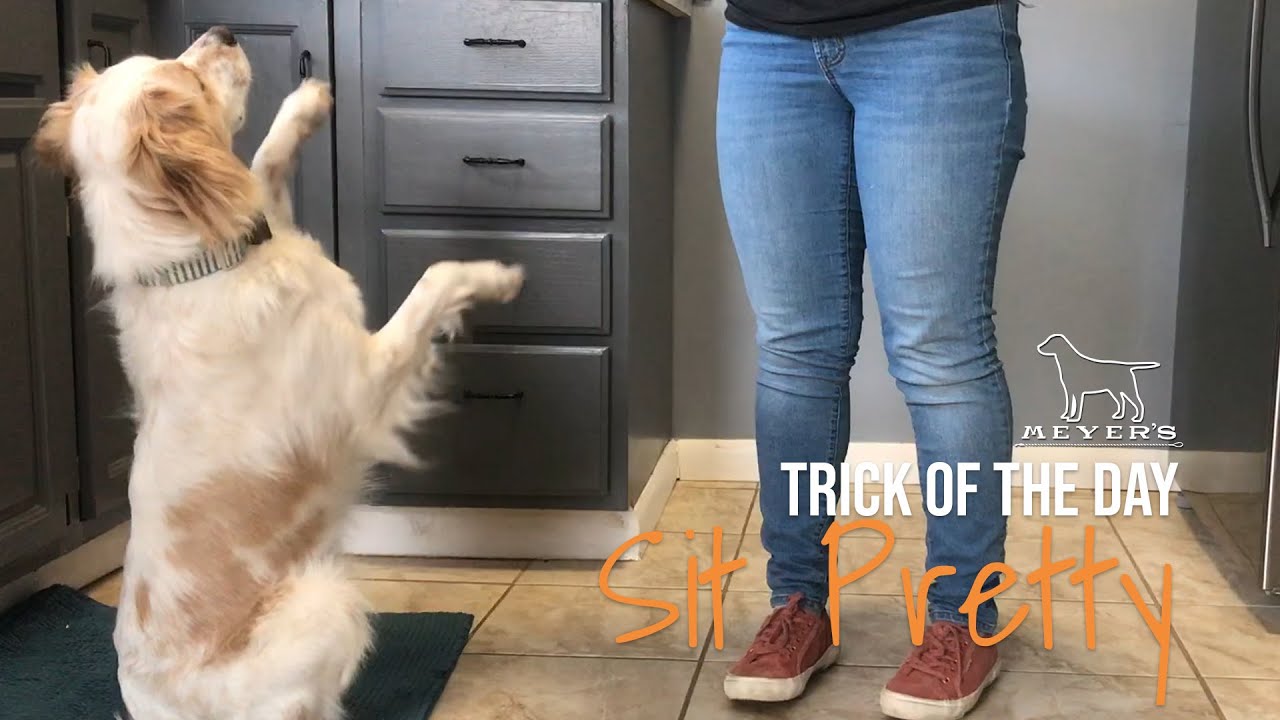Teach Your Dog to Sit Pretty - YouTube