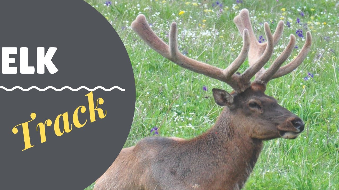 Elk Track | Tracking Wildlife | Video 1 of 2 - YouTube
