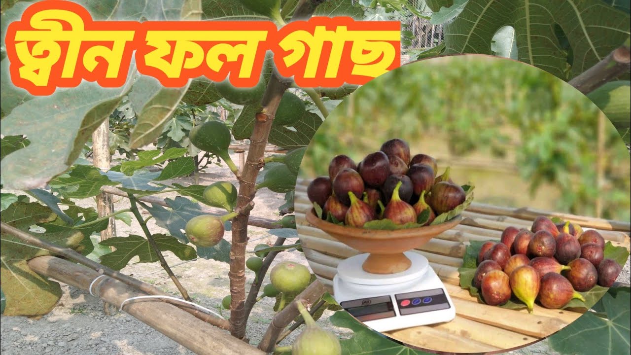 ত্বীনফল গাছ পরিচিতি,বগুড়ায় ত্বীন ফল Introduction of tine fruit tree ...
