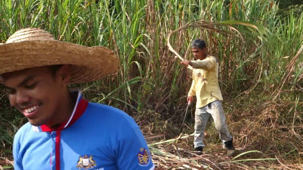 Penanaman rumput Napier India - YouTube