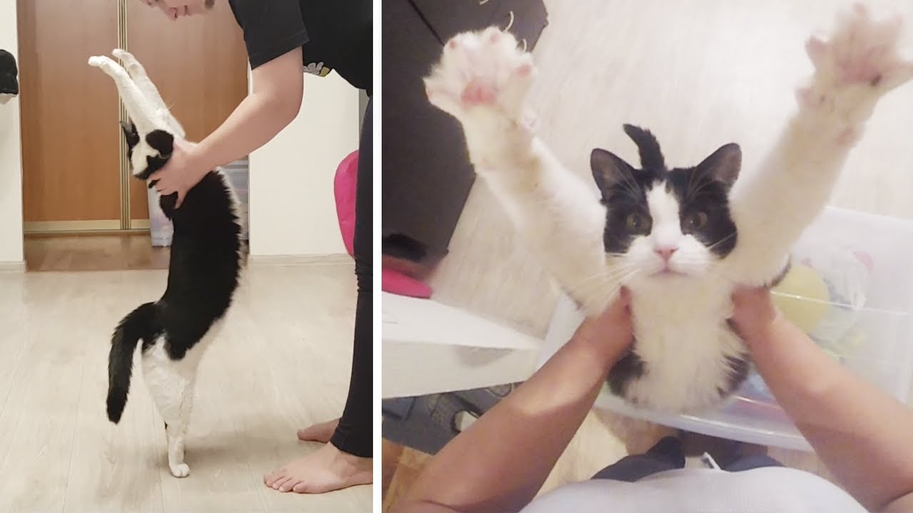 Let's hug! Meow! - YouTube