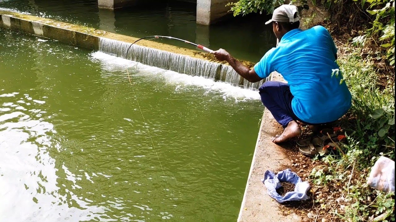 Fishing 🎣 in India Fish Hunting Fisher man Catching in BiG Tilapia ...