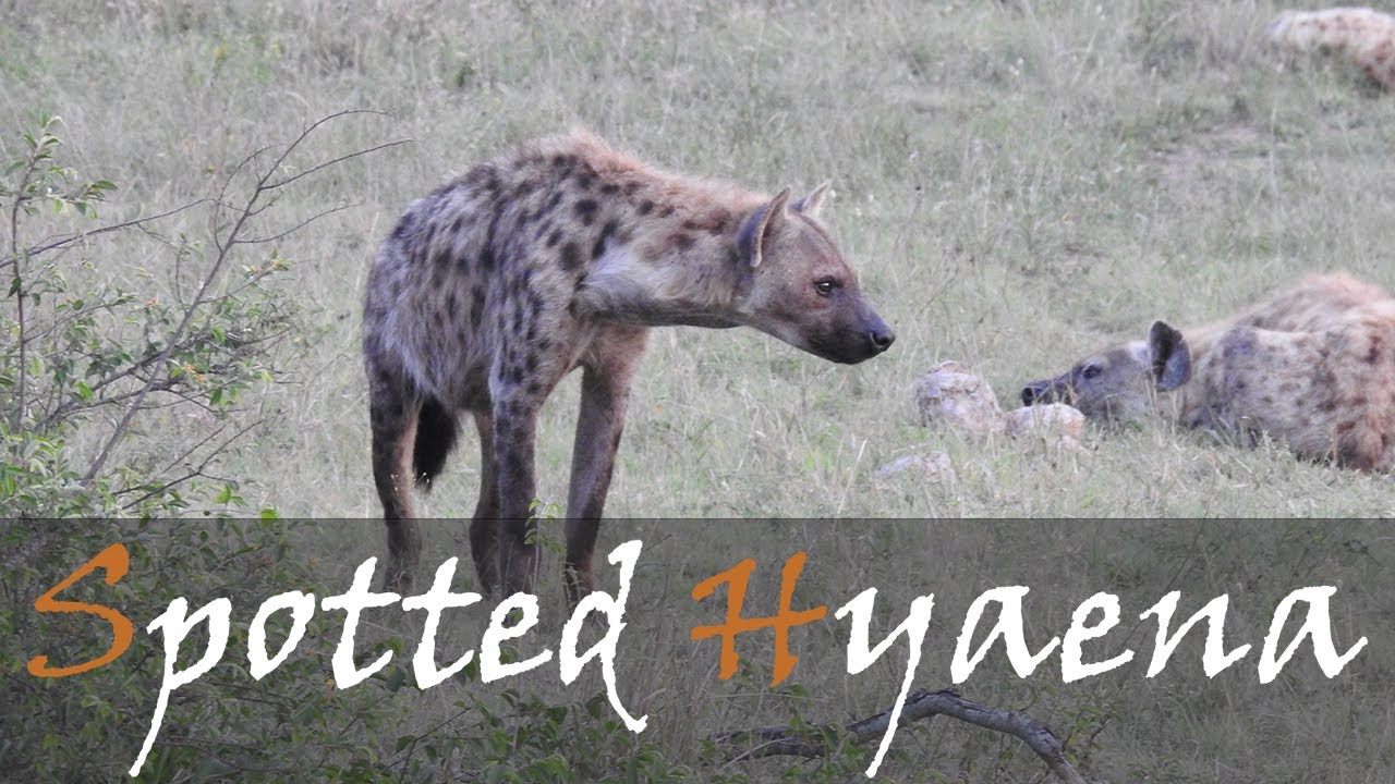 Spotted Hyena Video From The Satara Region (Crocuta crocuta) - Whoop ...